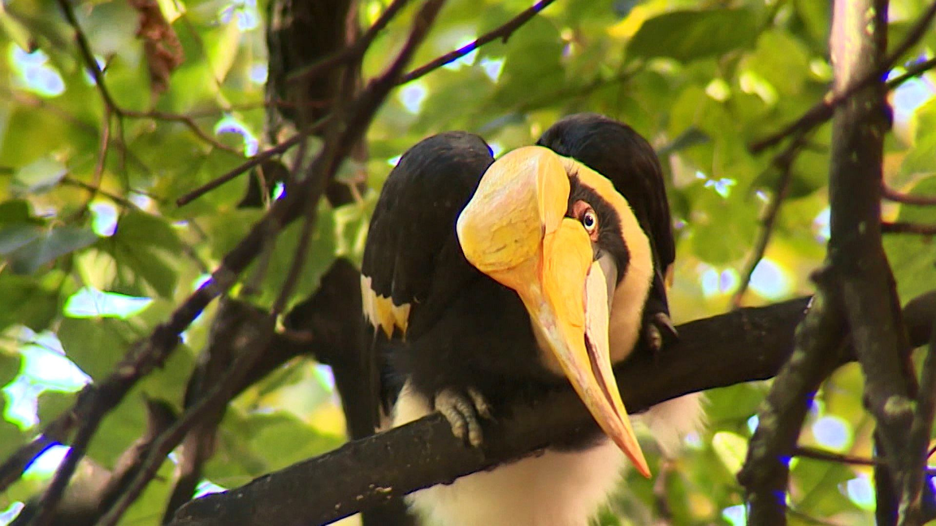 Большого индийского калао Шанти спасли. Птицу поймали и вернули в зоопарк